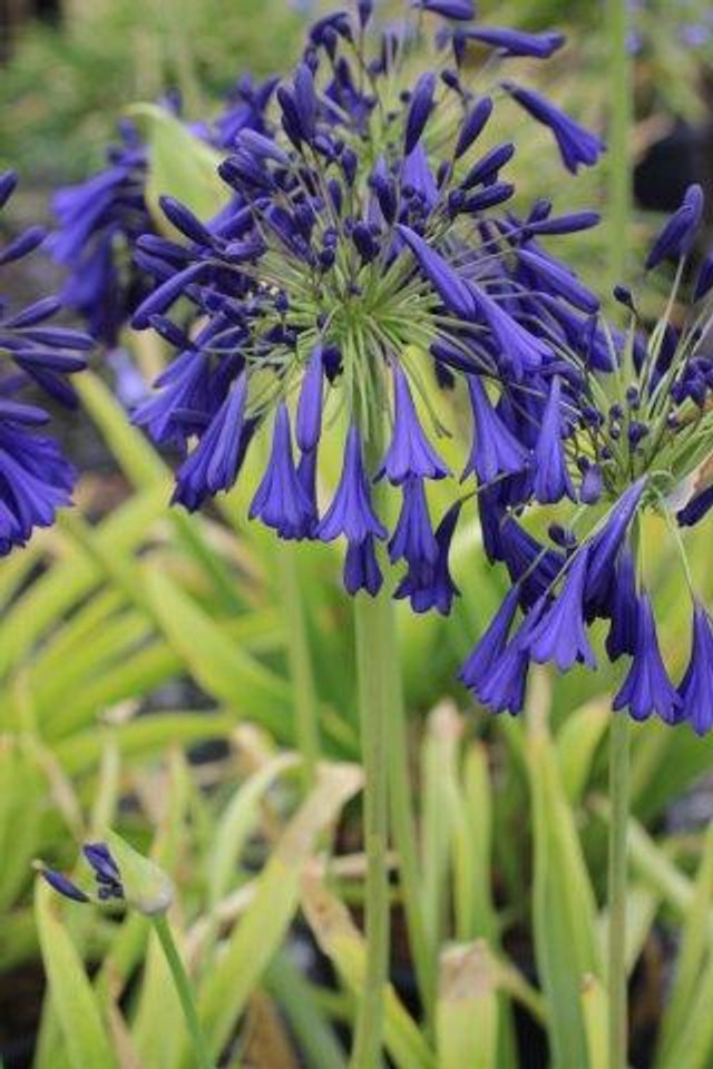 Agapanthus africanus 'Peter Pan' (Light Blue) - Devil Mountain Wholesale Nursery